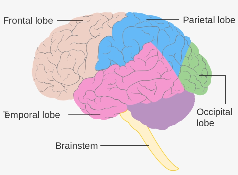 Diagram Showing The Lobes Of The Brain Cruk - Brain Lobes And Brainstem ...