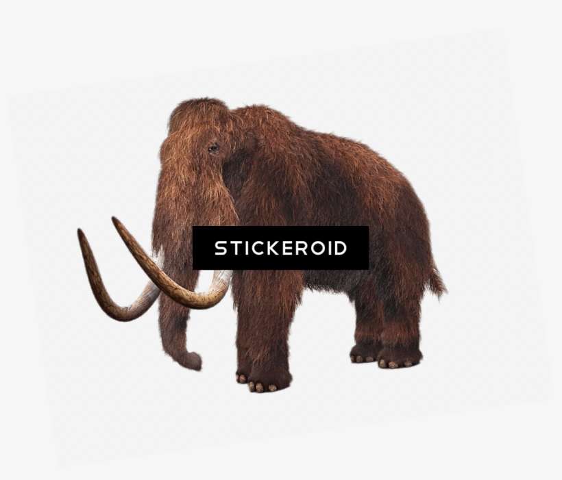 Wooly Mammoth - Mamut Png PNG Image | Transparent PNG Free Download on ...