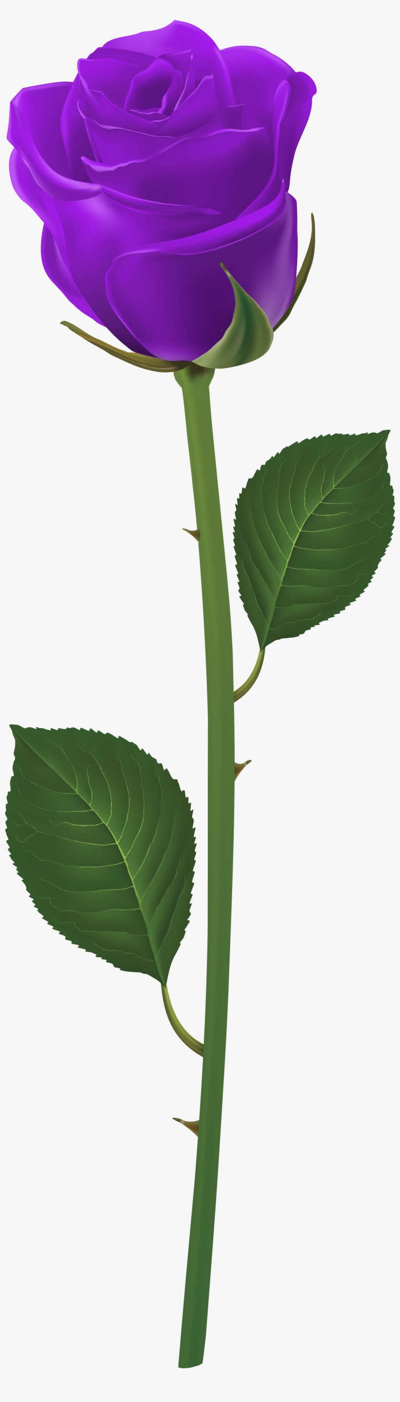 Long Stem Purple Rose PNG Image | Transparent PNG Free Download on SeekPNG