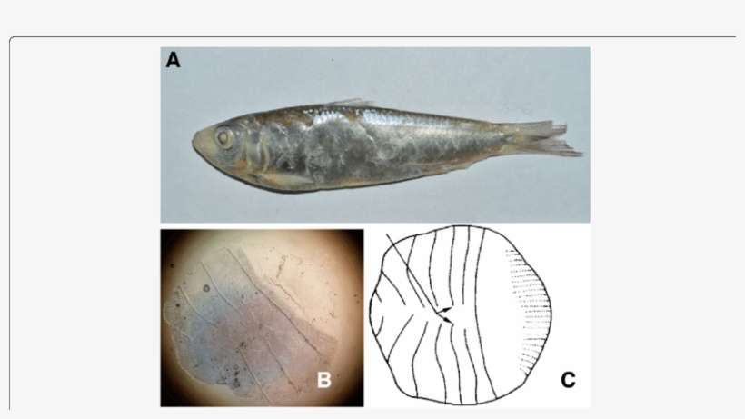 The Fish Scale Of S - Black Scale PNG Image | Transparent PNG Free ...
