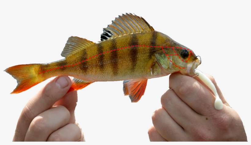 Perch Lateral Line Final - Lateral Line In Fish PNG Image | Transparent ...