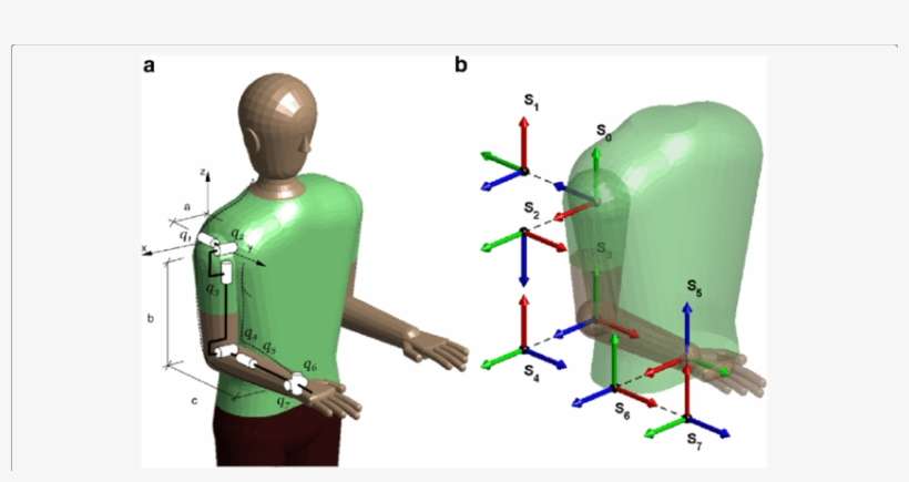 Download Simplified Human Arm Model - Rotation | Transparent PNG ...