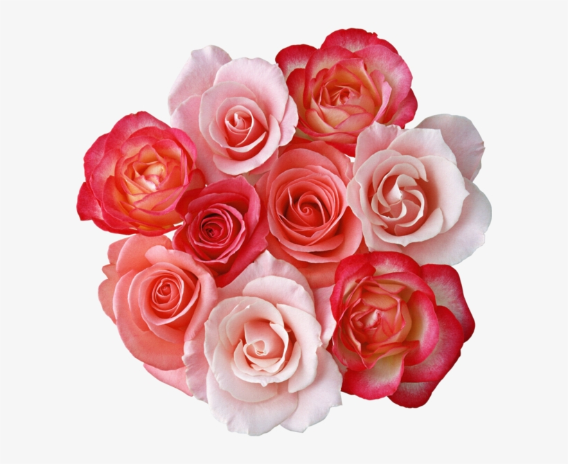 Bunch Of Roses Clipart PNG Image | Transparent PNG Free Download on SeekPNG