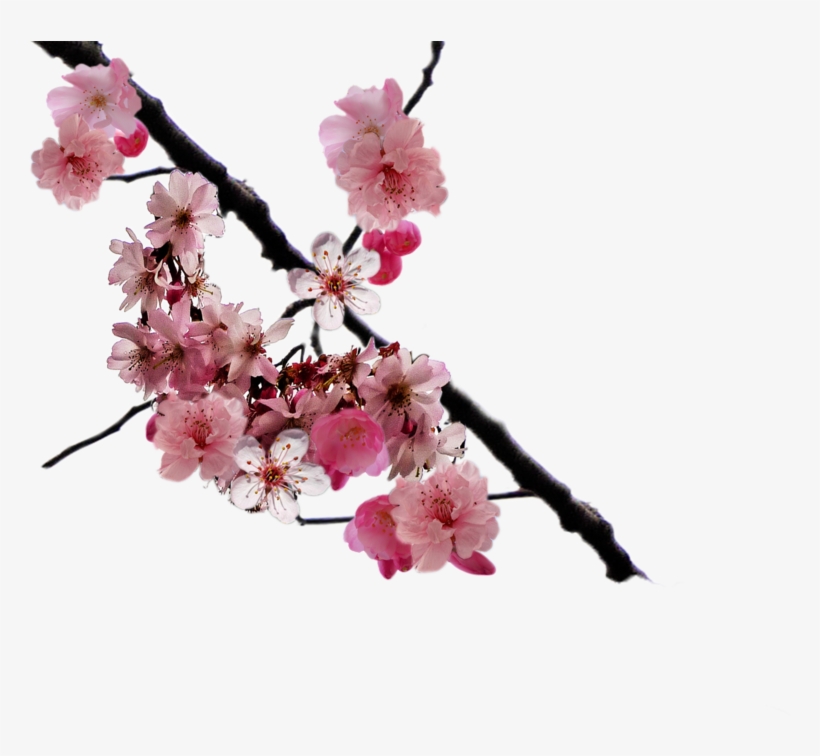 Picture Freeuse Download Branch Transparent Sakura - Floral Grace ...