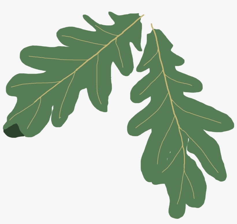 Clip Art Oak Leaf