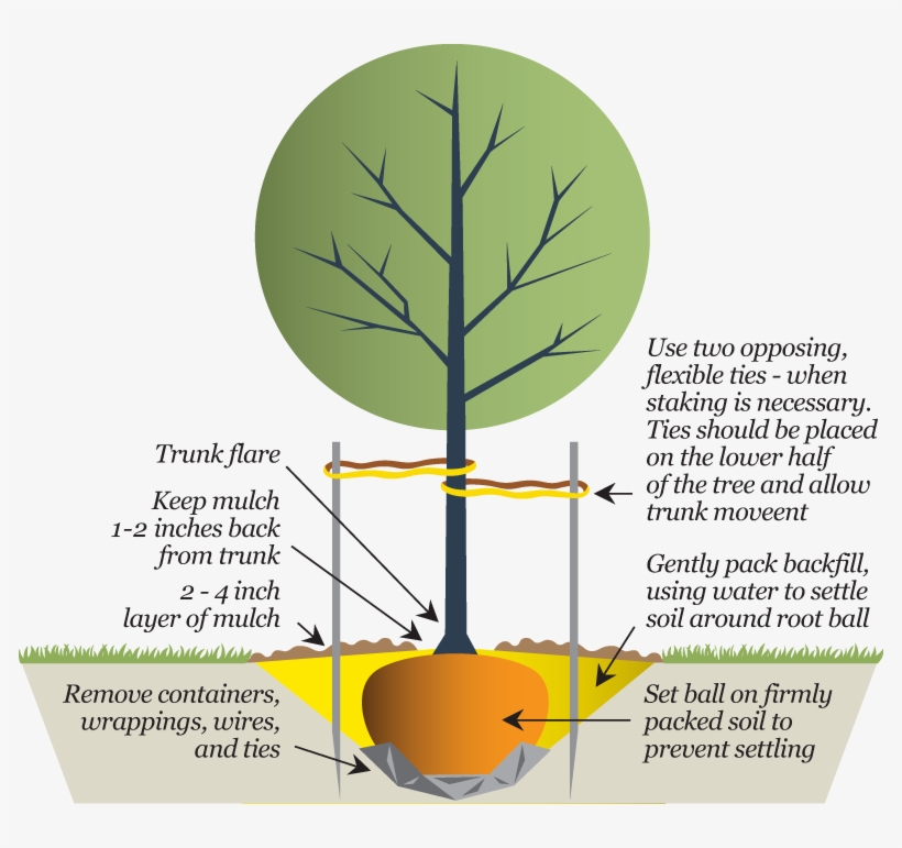 Planting New Trees - Diagram PNG Image | Transparent PNG Free Download ...