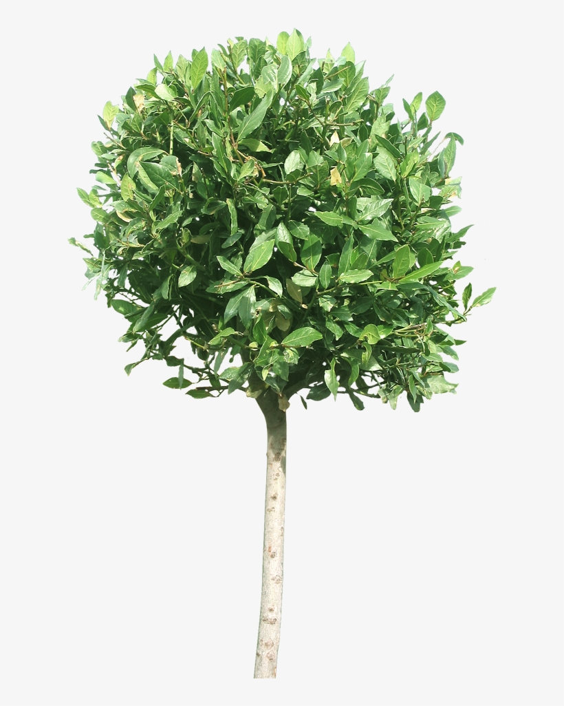 Tree Images For Photoshop PNG Image | Transparent PNG Free Download on ...