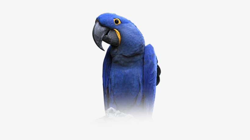 Macaw PNG Image | Transparent PNG Free Download on SeekPNG