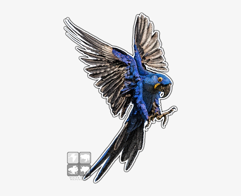 Hyacinth Macaw Art Decal - Art PNG Image | Transparent PNG Free ...