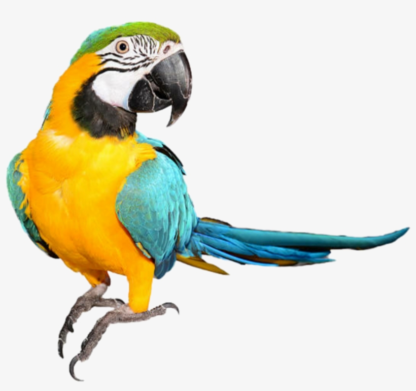 Parrot Computer PNG Image | Transparent PNG Free Download on SeekPNG