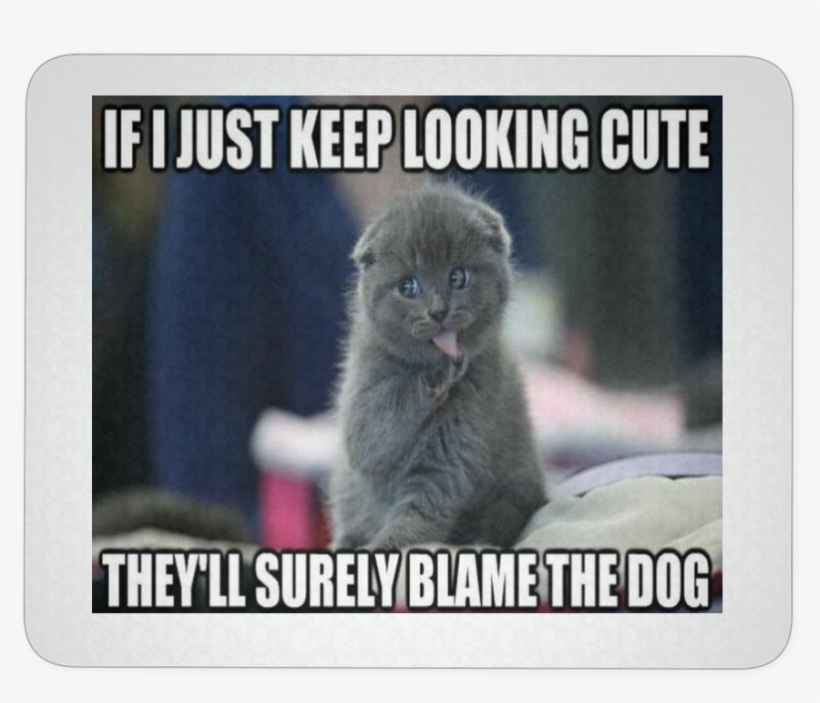 Cute Cat Blames Dog Meme Mousepad - Cat PNG Image | Transparent PNG ...