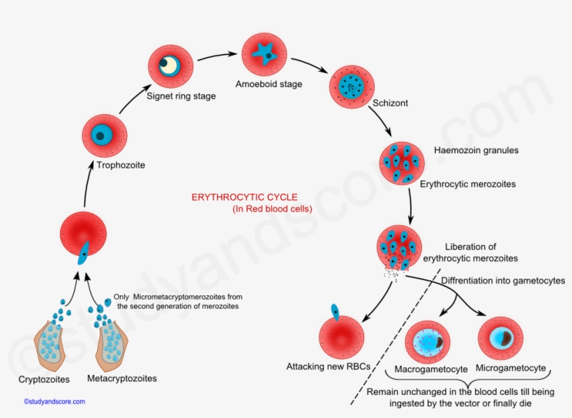 Plasmodium Vector Vector Free Stock - Malaria Parasite PNG Image ...
