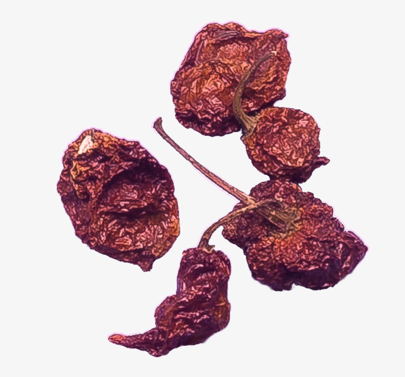 Sultana PNG Image | Transparent PNG Free Download on SeekPNG