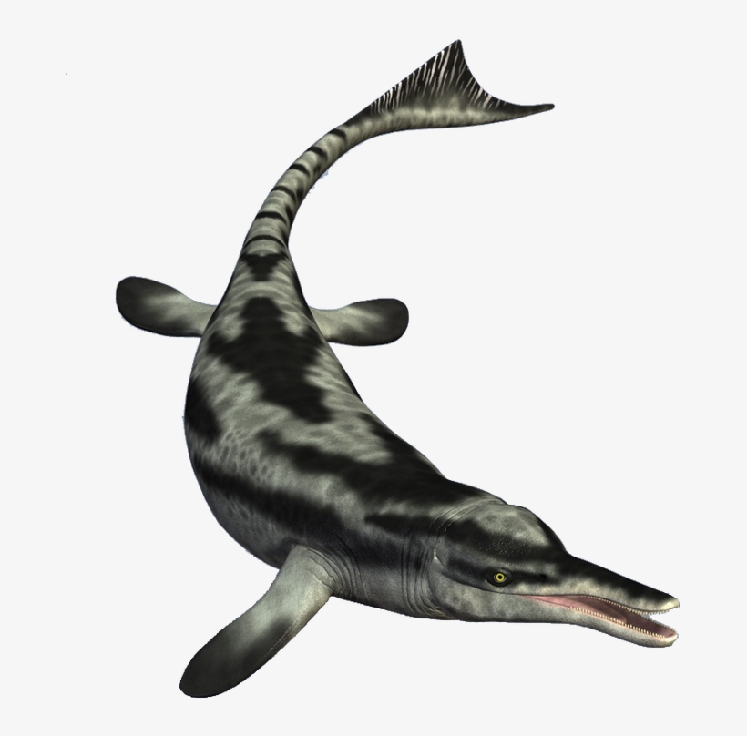 Ichthyosaur Png Photos - Cymbospondylus Png PNG Image | Transparent PNG ...