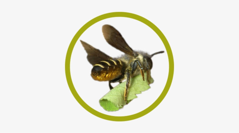 Leafcutter Bee, Megachile Spp - Honeybee PNG Image | Transparent PNG ...