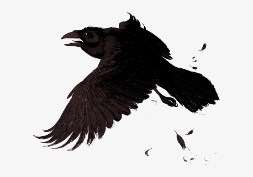 Raven Png PNG Image | Transparent PNG Free Download on SeekPNG