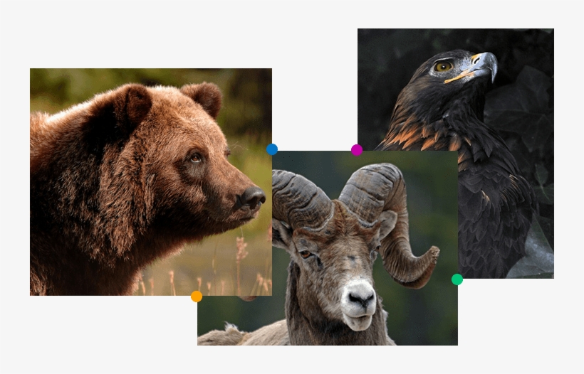 Jungle Animals - Jungle PNG Image | Transparent PNG Free Download on ...