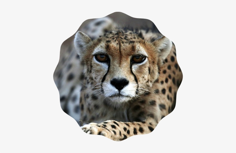 Asiatic Cheetahs Iran 5ceb9d5b PNG Image | Transparent PNG Free ...