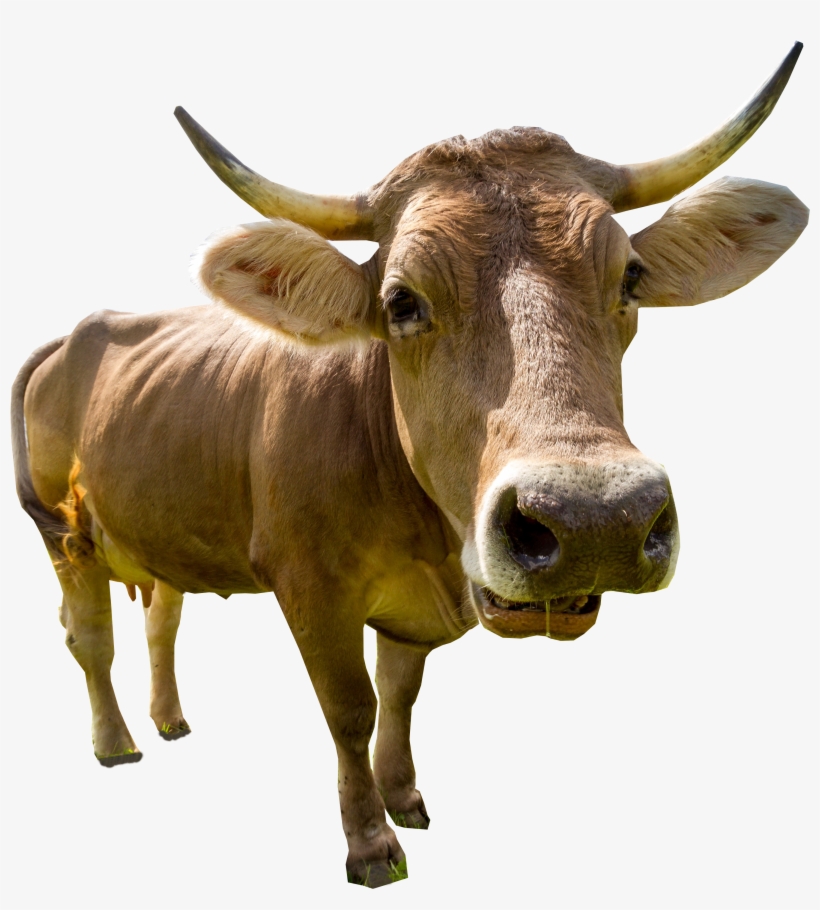 Male Cow Standing Png Image - Cow Images Without Background PNG Image ...