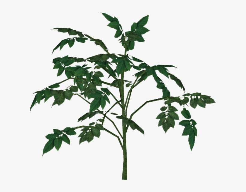Potato - Tree PNG Image | Transparent PNG Free Download on SeekPNG