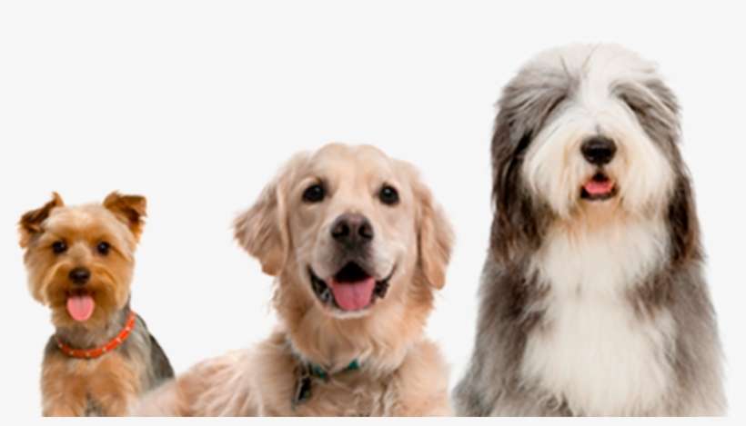 Poochie News - Dog Training Collar `k9 Ii` PNG Image | Transparent PNG ...