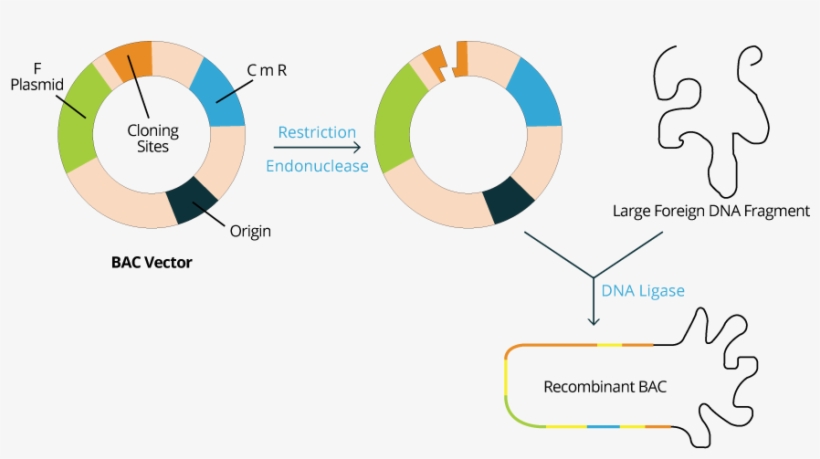 Bac Vector Example - Vector PNG Image | Transparent PNG Free Download ...