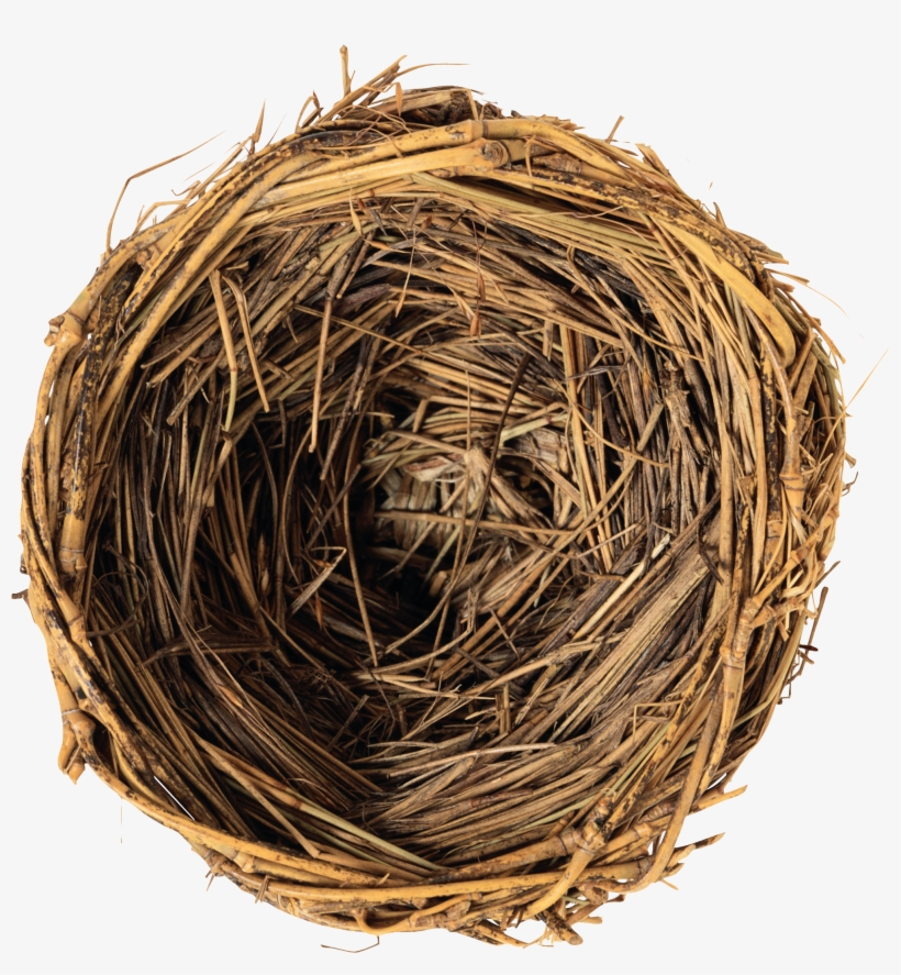 Animals In Spring Fun Facts PNG Image | Transparent PNG Free Download ...