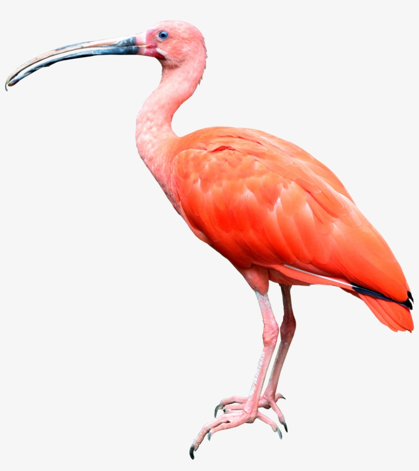 Pinktropicalbird - Tropical Bird Png PNG Image | Transparent PNG Free ...
