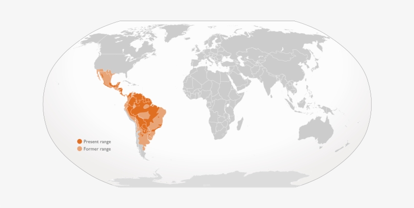 Jaguars In Nature - World Map PNG Image | Transparent PNG Free Download ...