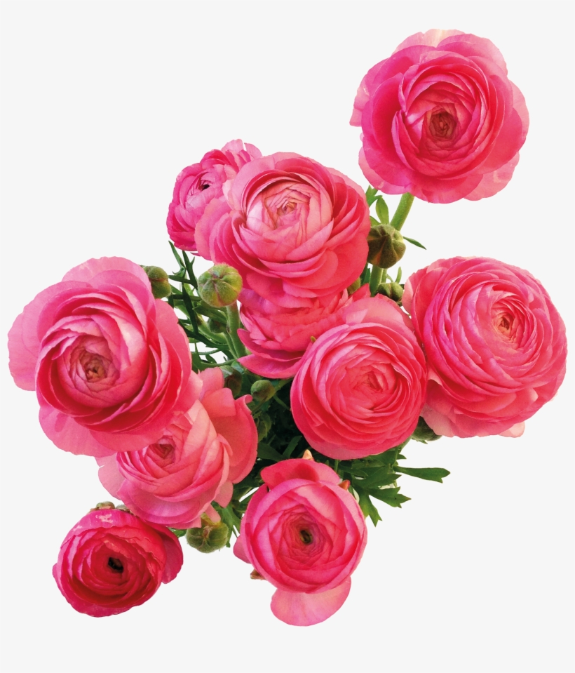 Flower Photography Android Rose Chinese Flowers Png PNG Image ...