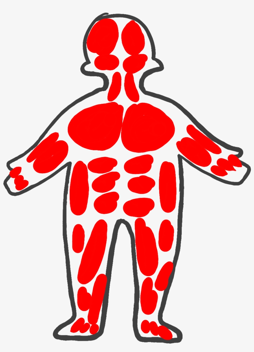 Muscular System - Illustration PNG Image | Transparent PNG Free ...