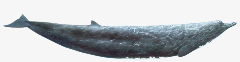 Baird's Beaked Whale - Spinner Dolphin PNG Image | Transparent PNG Free ...