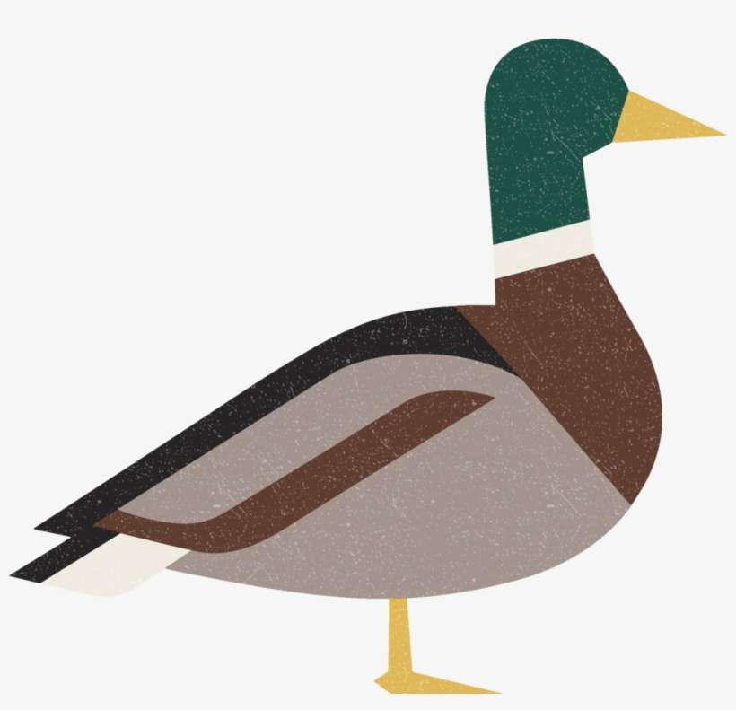 Mallard PNG Image | Transparent PNG Free Download on SeekPNG