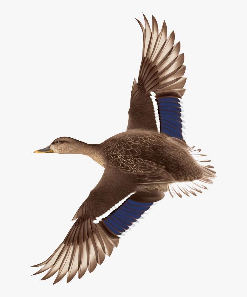 Download Mallard Drawing Png Transparent - Mallard Png | Transparent ...