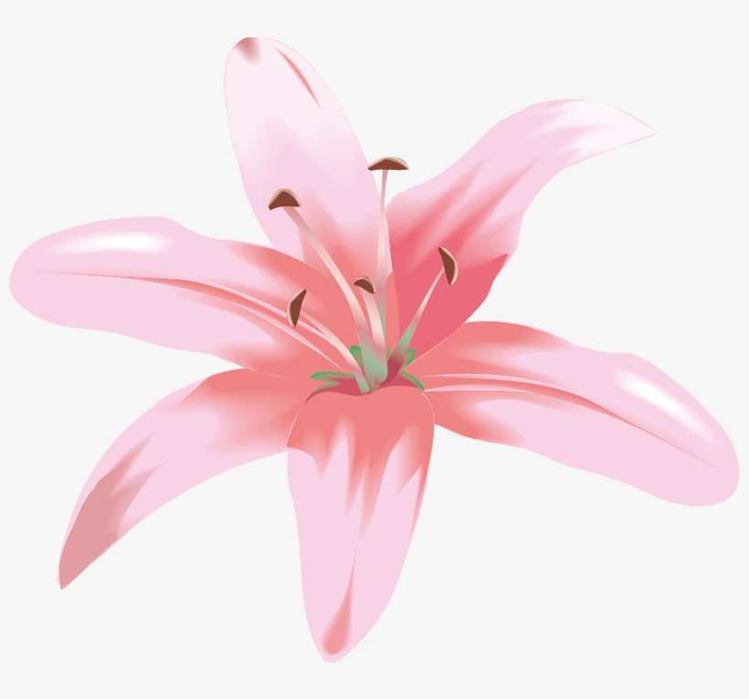 Thumb Image - Lily Flower Vector Png PNG Image | Transparent PNG Free ...