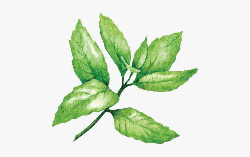 Peppermint Png Photo - Peppermint Png PNG Image | Transparent PNG Free ...