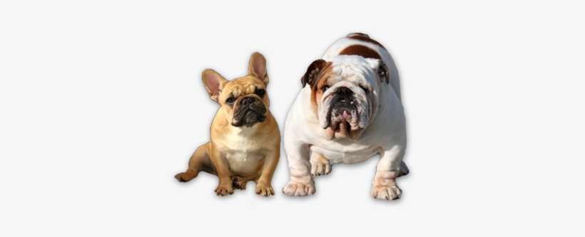 Champion Show Bulldog Banner - English Bulldog Standard Breed PNG Image ...