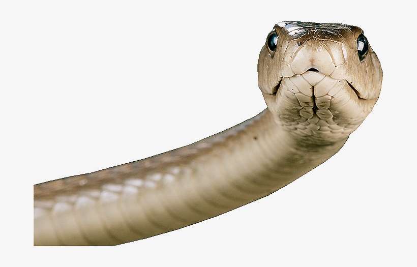 Snake Transparent PNG Image | Transparent PNG Free Download on SeekPNG