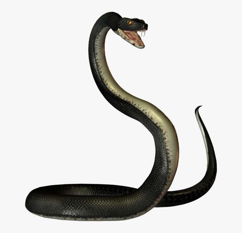 Black Mamba Snake Png Transparent Image - Transparent Mamba PNG Image ...