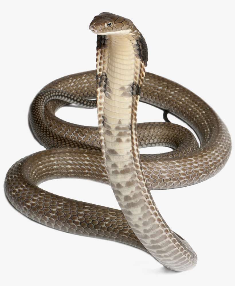 Cobra Snake Png Pic - King Cobra Png PNG Image | Transparent PNG Free ...