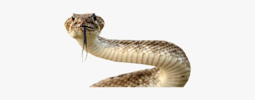 Download Snake Png Images - Snake Head Transparent Background ...