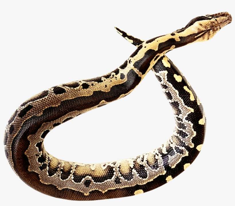 Transparent Snake Png PNG Image | Transparent PNG Free Download on SeekPNG