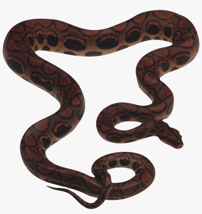 Download Download Snake Png Transparent Images Transparent Backgrounds ...
