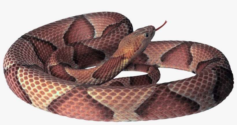 Snake - Copperhead Snake Png PNG Image | Transparent PNG Free Download ...