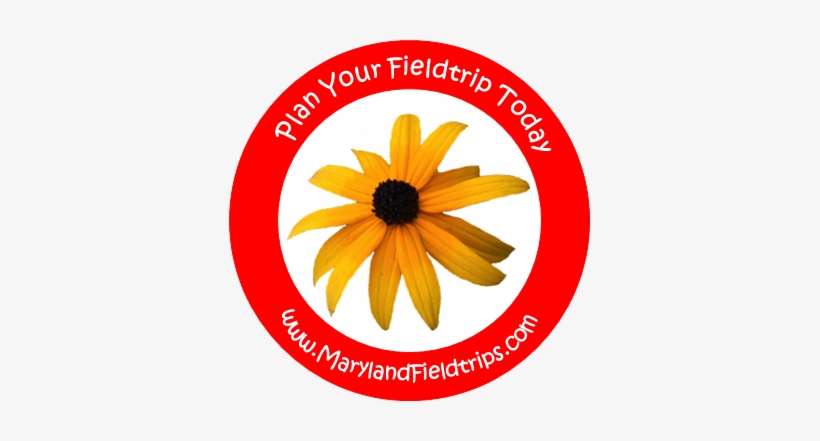 Black-eyed Susan PNG Image | Transparent PNG Free Download on SeekPNG