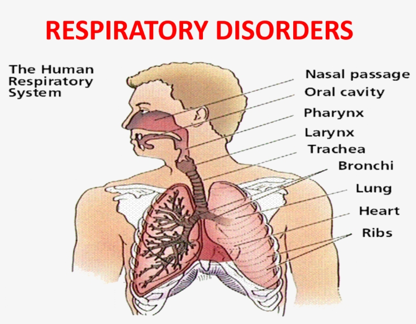 Effects On Respiratory System PNG Image | Transparent PNG Free Download ...