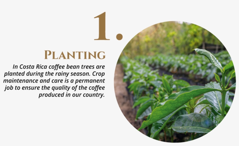 Coffee Production Process PNG Image | Transparent PNG Free Download on ...