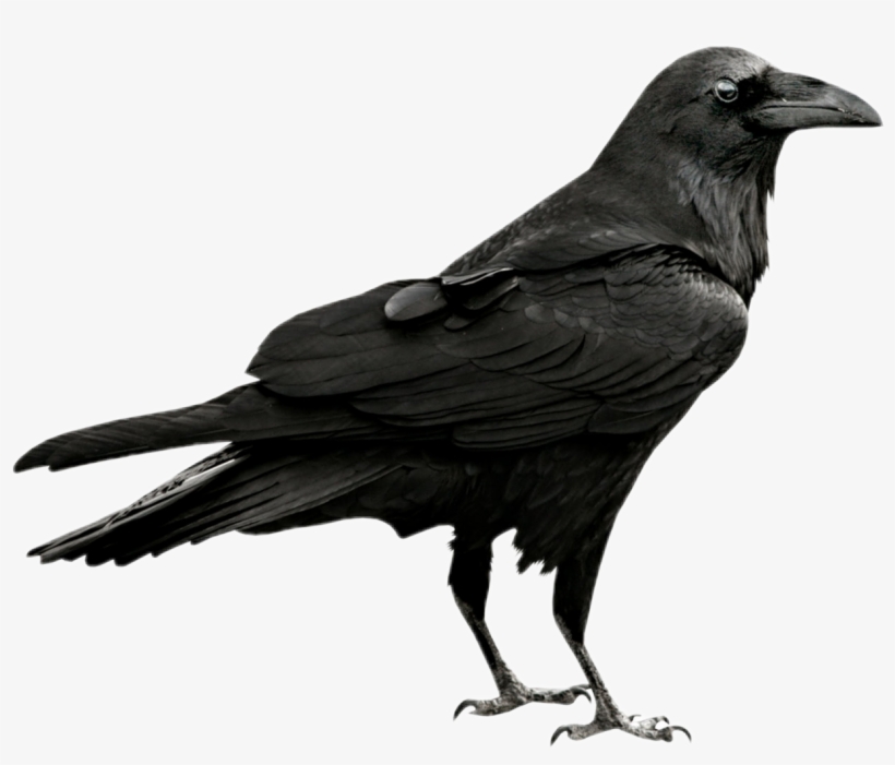 Evil Flying Crow Drawing