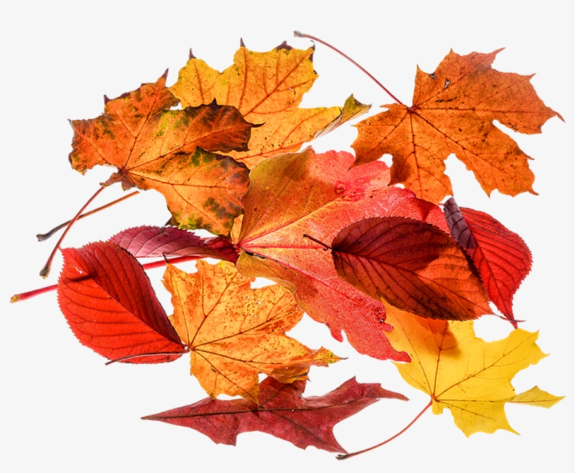 Download Autumn, Leaves, Leaf, Png, Transparent, Fall Color - Autumn ...