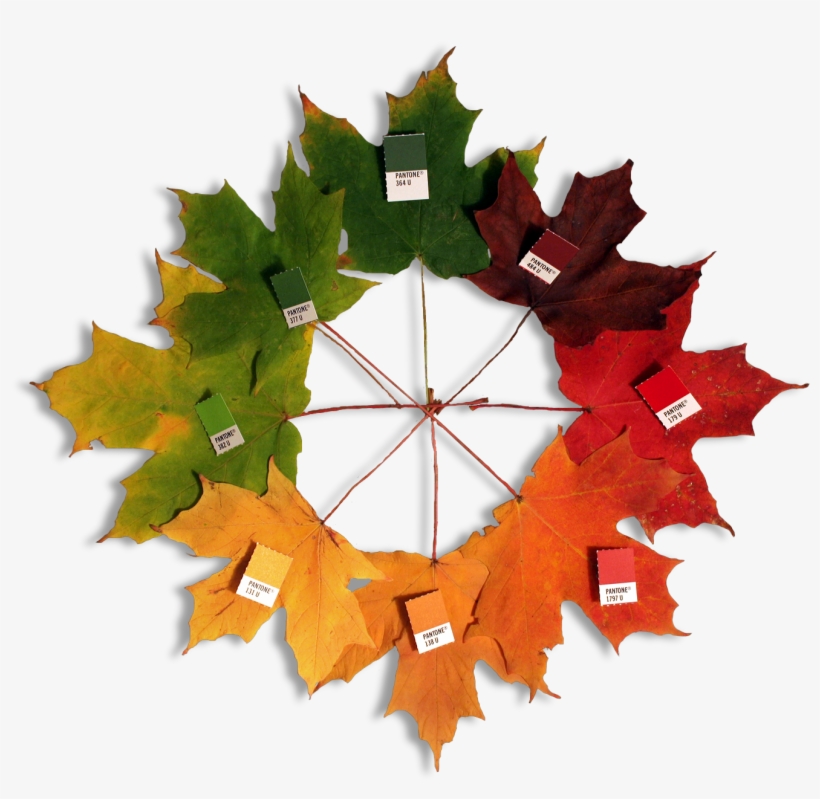 Autumn Leaves - Maple Leaf Fall Colors PNG Image | Transparent PNG Free ...